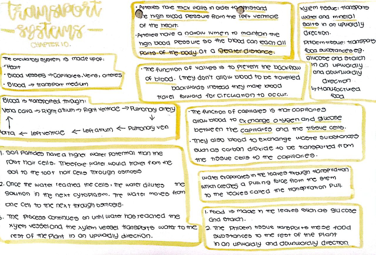 SmartGuppy Chapter 10 Transport Systems Summary SmartGuppy Chapter 10 Transport Systems Summary